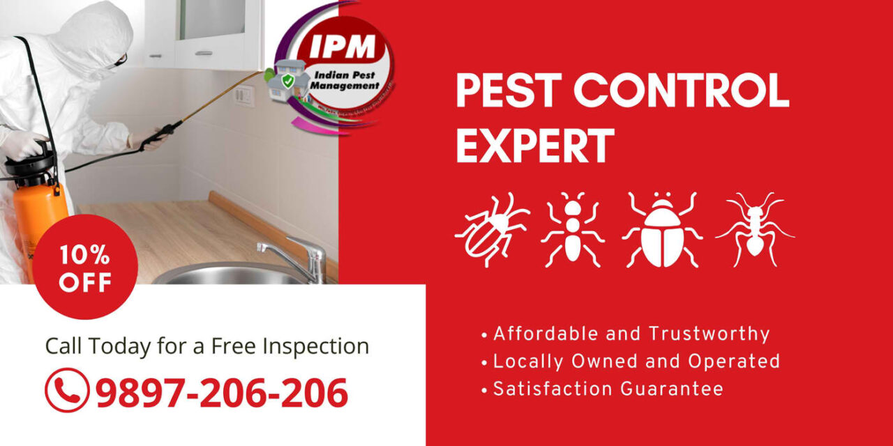 Spider Control Service | Best Spider Treatment Services